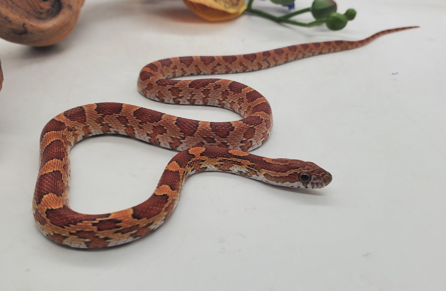 Red Factor Het Palmetto Corn Snake by Pet Paradise - MorphMarket