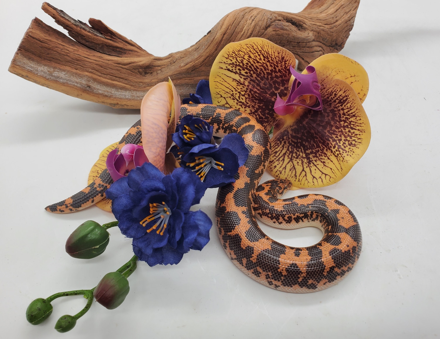Kenyan Sand Boa by Pet Paradise - MorphMarket