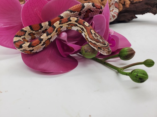 Buff Het Albino Corn Snake by Pet Paradise