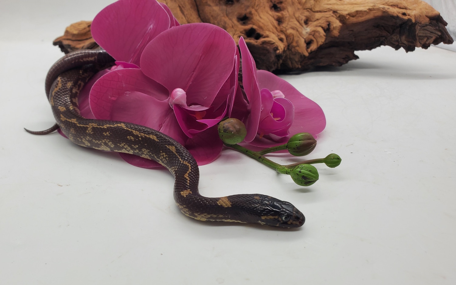 Whittier Mud Morph King California Kingsnake by Pet Paradise - MorphMarket