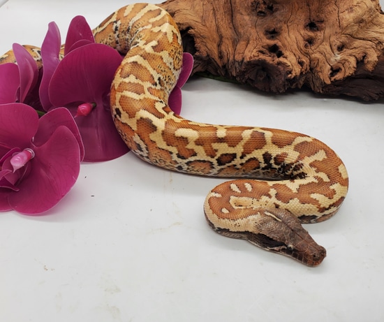 Matrix Blood Python by Pet Paradise