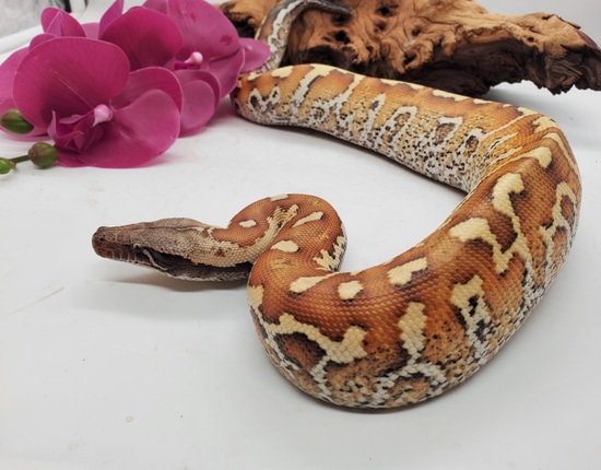 Matrix Blood Python by Pet Paradise