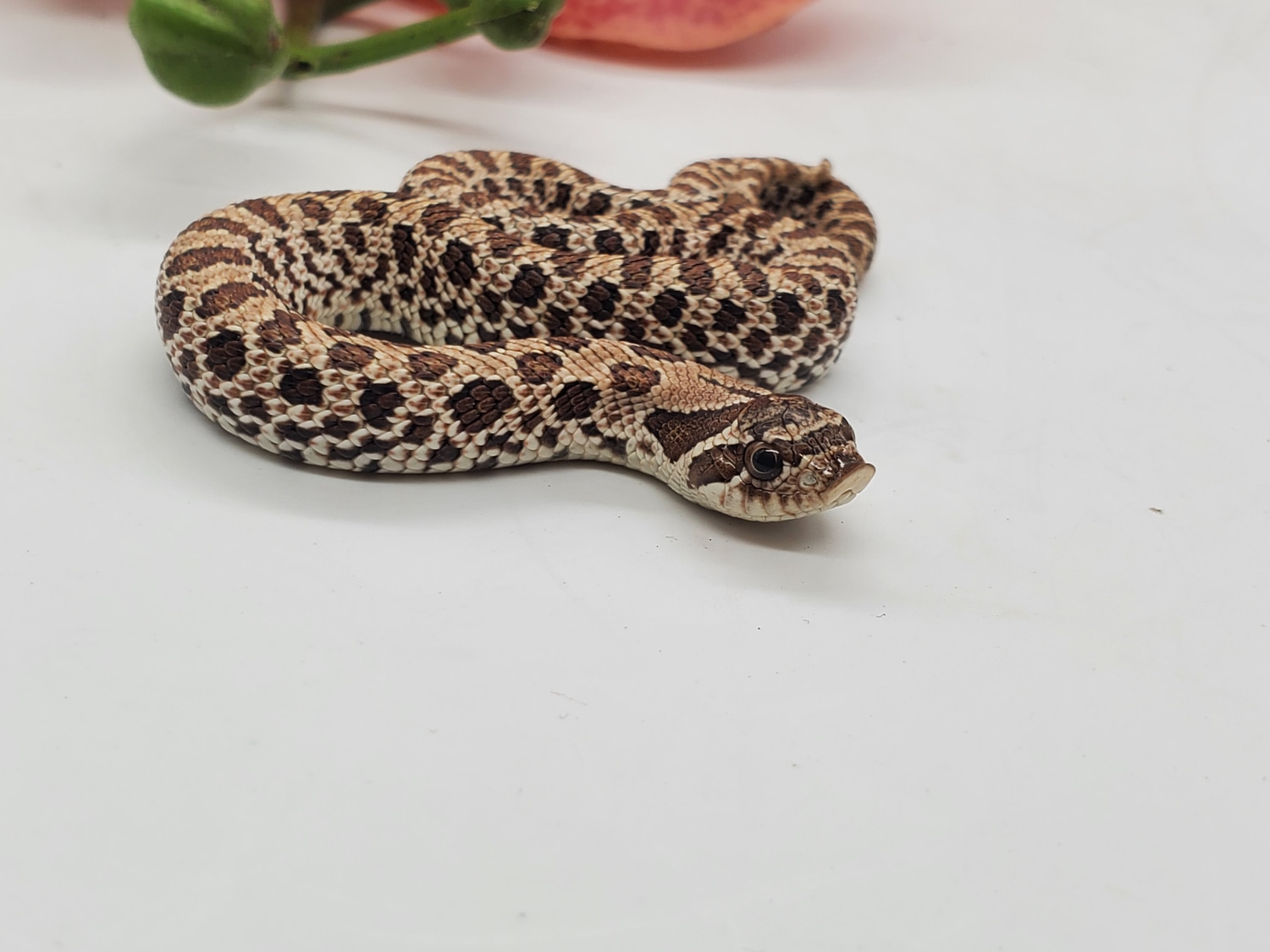 Arctic Western Hognose by Pet Paradise - MorphMarket