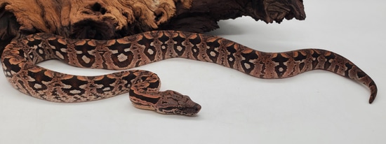 Dumeril's Boa by Pet Paradise