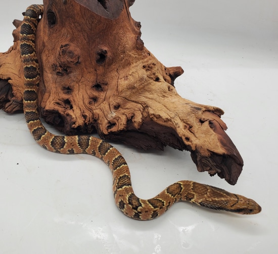 False Water Cobra by Pet Paradise