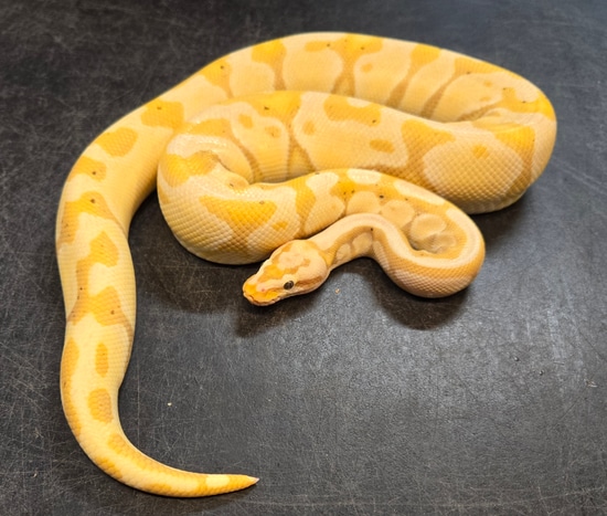 Banana Crypton Ball Python by Pet Paradise