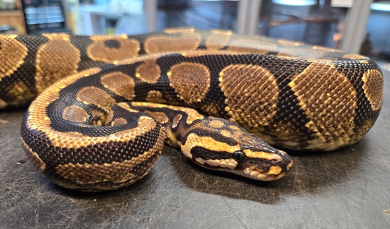 Spotnose Spark Ball Python by Pet Paradise