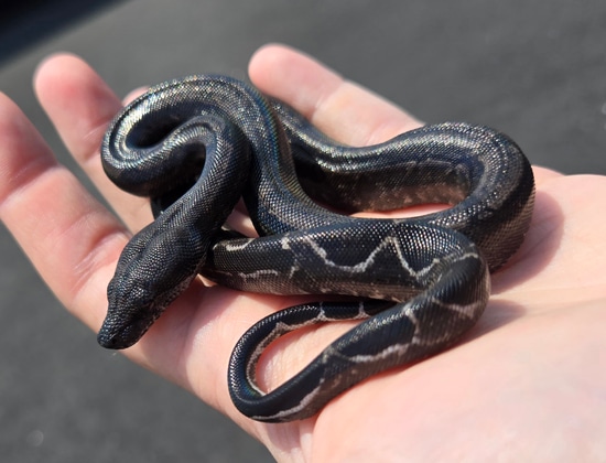 Black Devil Boa Constrictor by Pet Paradise