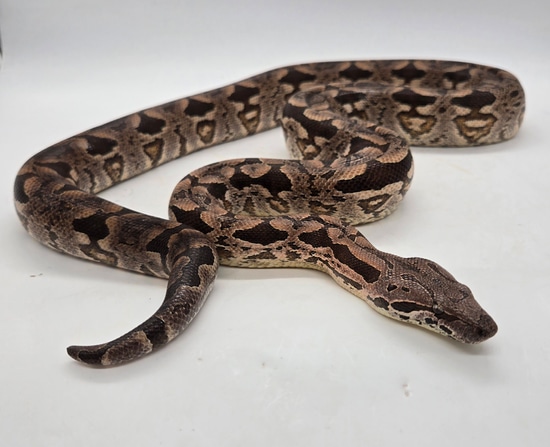 Dumerils Boa Dumeril's Boa by Pet Paradise