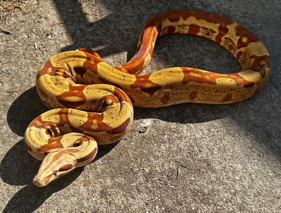 Paraglow Jungle Boa Constrictor by Pet Paradise