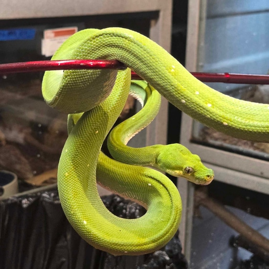 Sorong X Jaya Green Tree Python by Pet Paradise