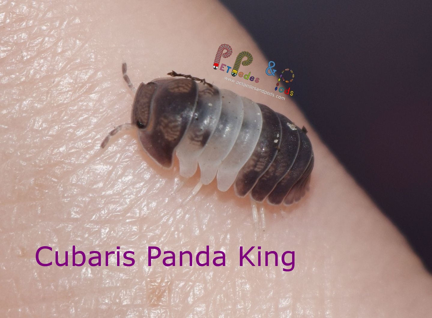 10 Count Cubaris Panda King Captive Bred Isopod by Pet Pedes and Pods ...