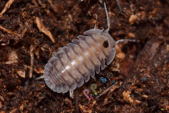 6 Count Cubaris "Silver Ghost" Captive Bred Isopod by Pet Pedes and ...