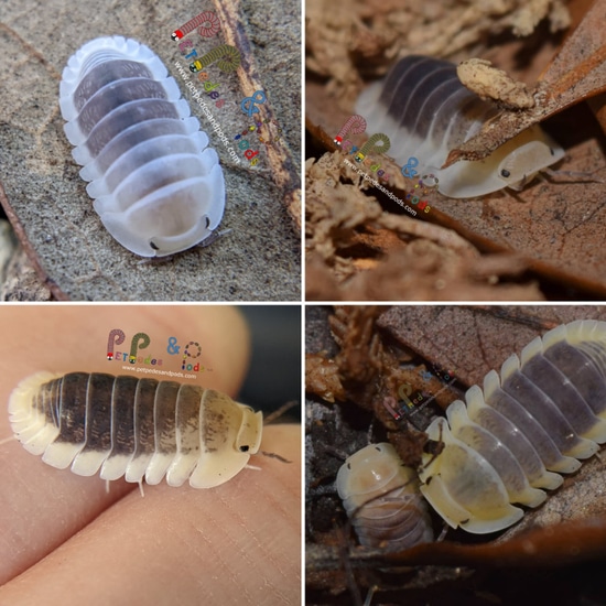 6 Count Cubaris Lemon Blue Isopods by Pet Pedes and Pods LLC