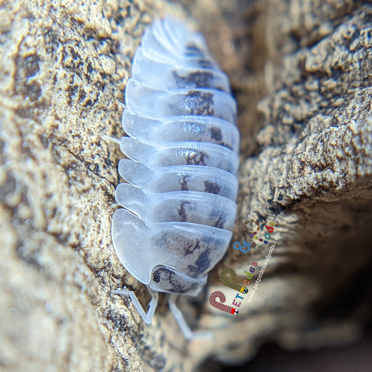 10 Count Shiro Utsuri Isopod by Pet Pedes and Pods LLC - MorphMarket