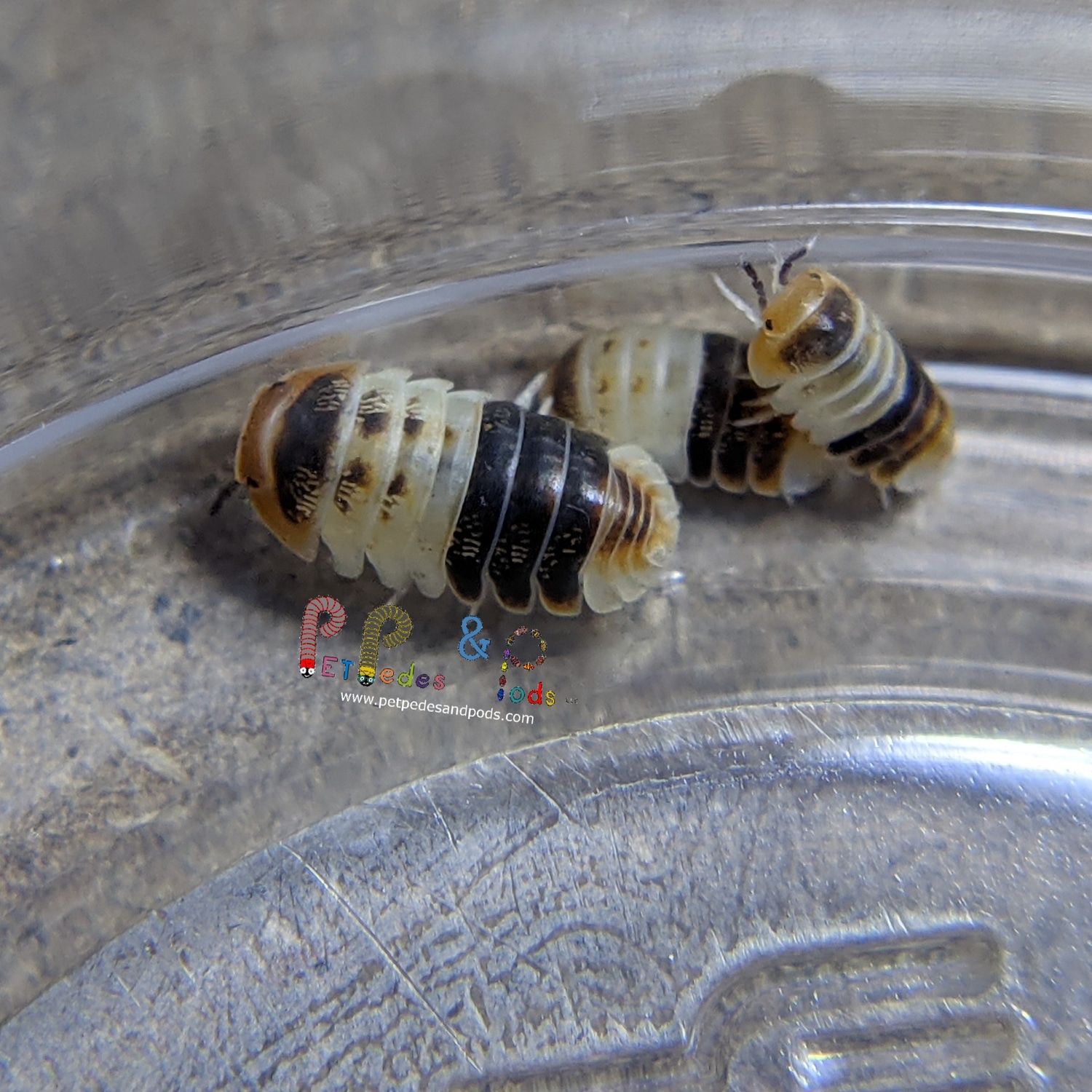 6 Count Cubaris White Shark Isopod by Pet Pedes and Pods LLC - MorphMarket