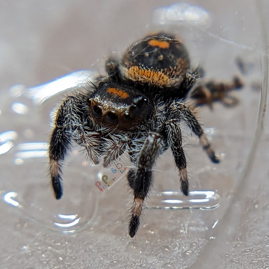 Phidippus Regius Regal Jumping Spider - Set Of 3 by Pet Pedes and Pods LLC