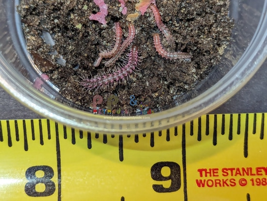 Pink Dragon Millipede Set Of 5 by Pet Pedes and Pods LLC