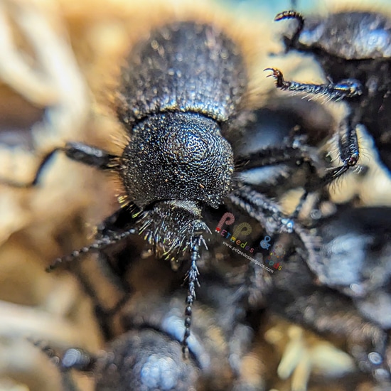 Eleodes Osculans Wooly Darkling Beetle CB by Pet Pedes and Pods LLC