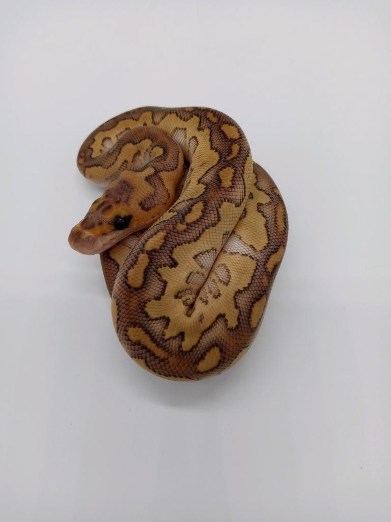Butter Clown Ball Python by Kinetic Reptiles - MorphMarket