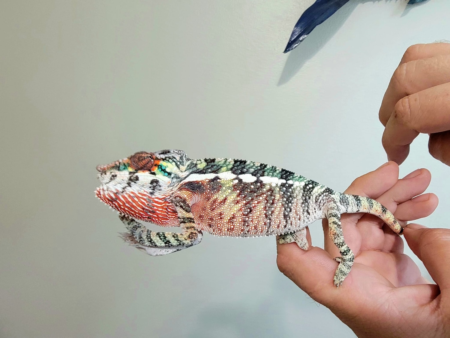 Beautiful YBBB Ambilobe Panther Chameleon by Pt.exotic.fl - MorphMarket