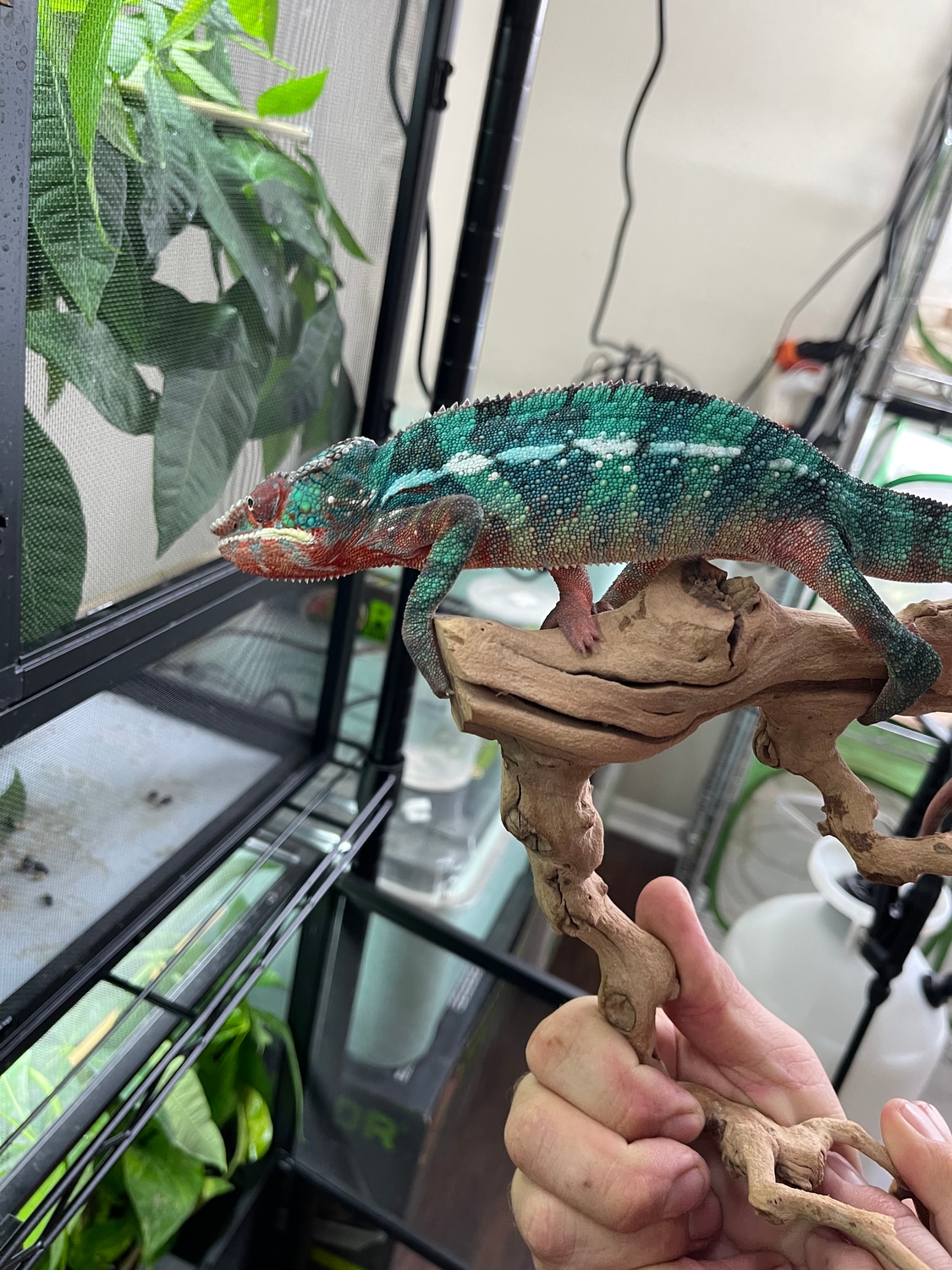 7 Months Old Ambilobe Panther Chameleon by Pt.exotic.fl - MorphMarket