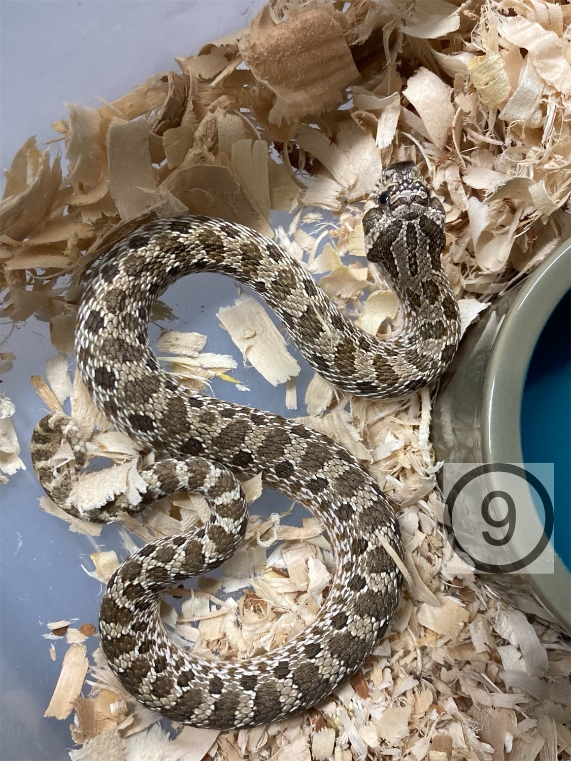 1.1 Het Stormcloud Western Hognose by Circle 9 Colubrids - MorphMarket