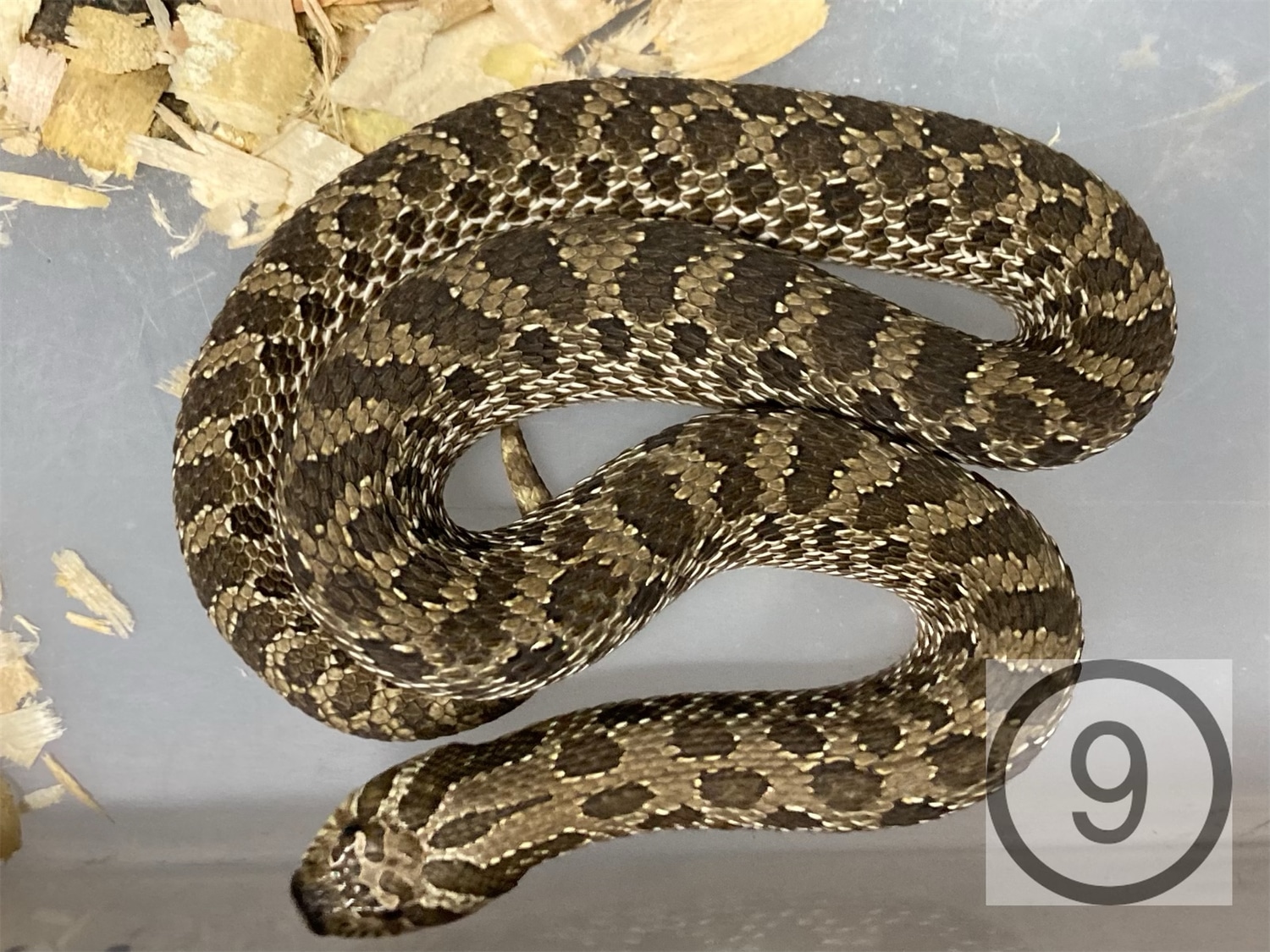 1.1 Het Stormcloud Western Hognose by Circle 9 Colubrids - MorphMarket
