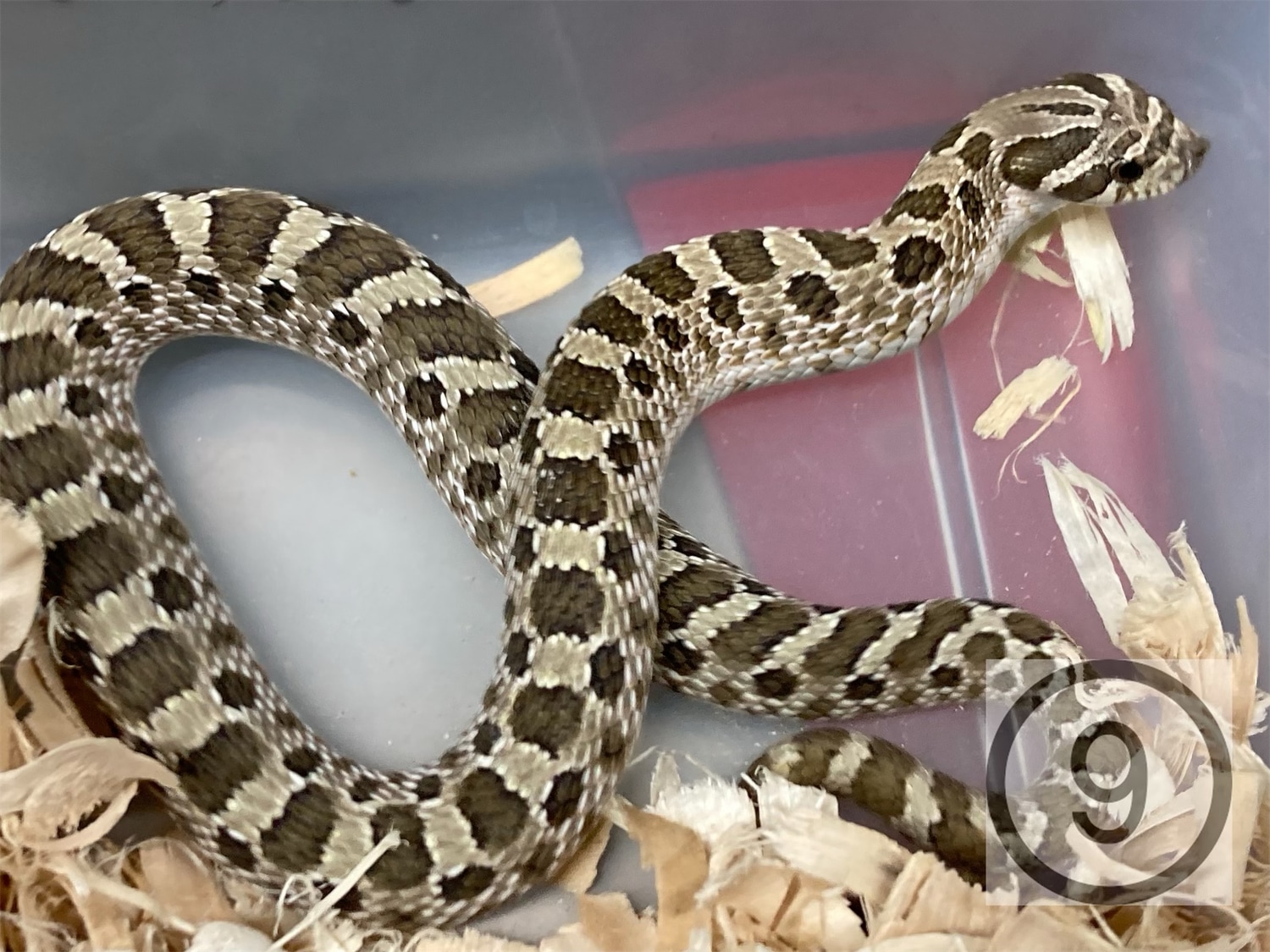Shadow Het Sable Western Hognose by Circle 9 Colubrids - MorphMarket