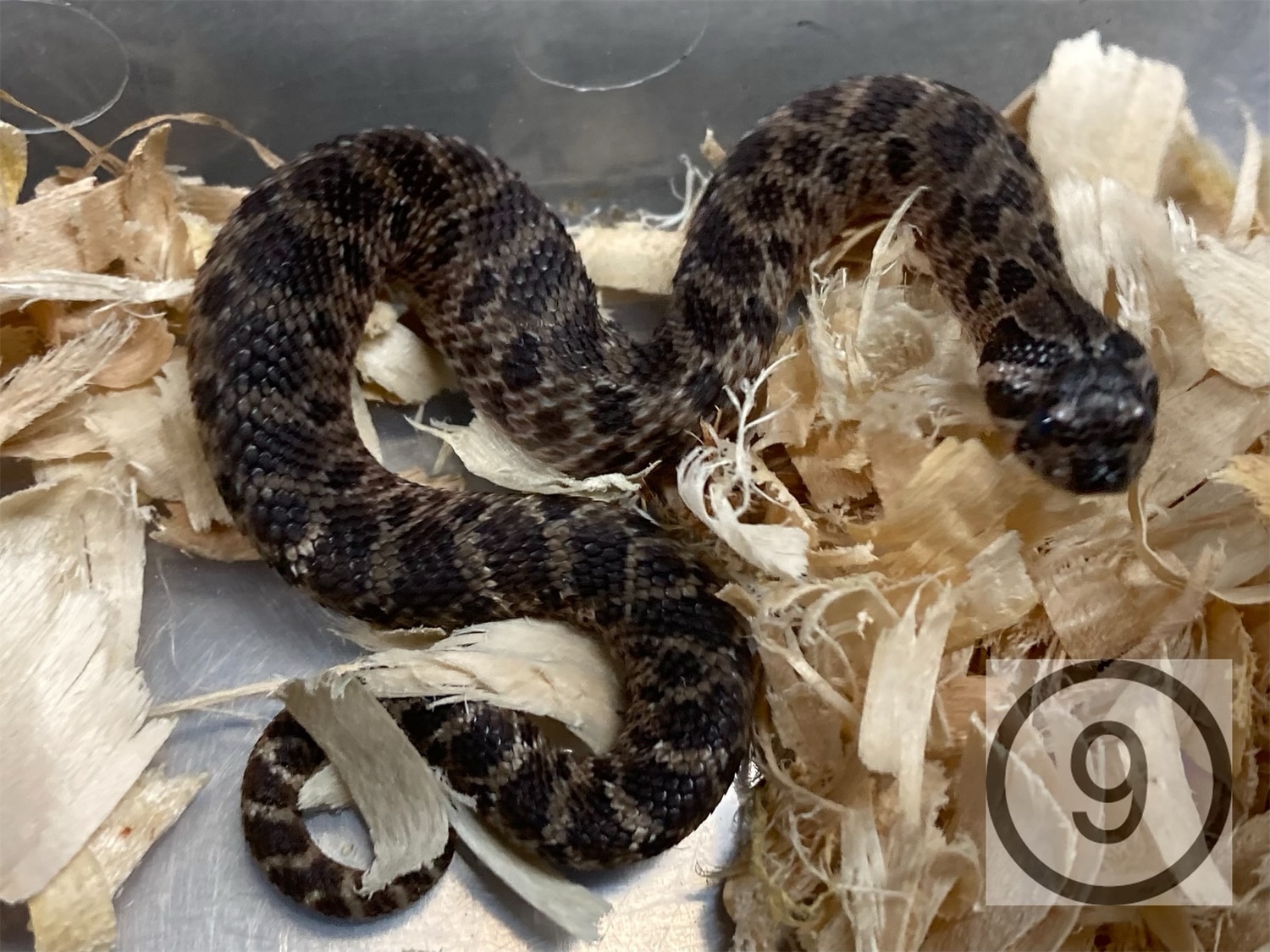 Sable Het Mai Tai Western Hognose by Circle 9 Colubrids - MorphMarket
