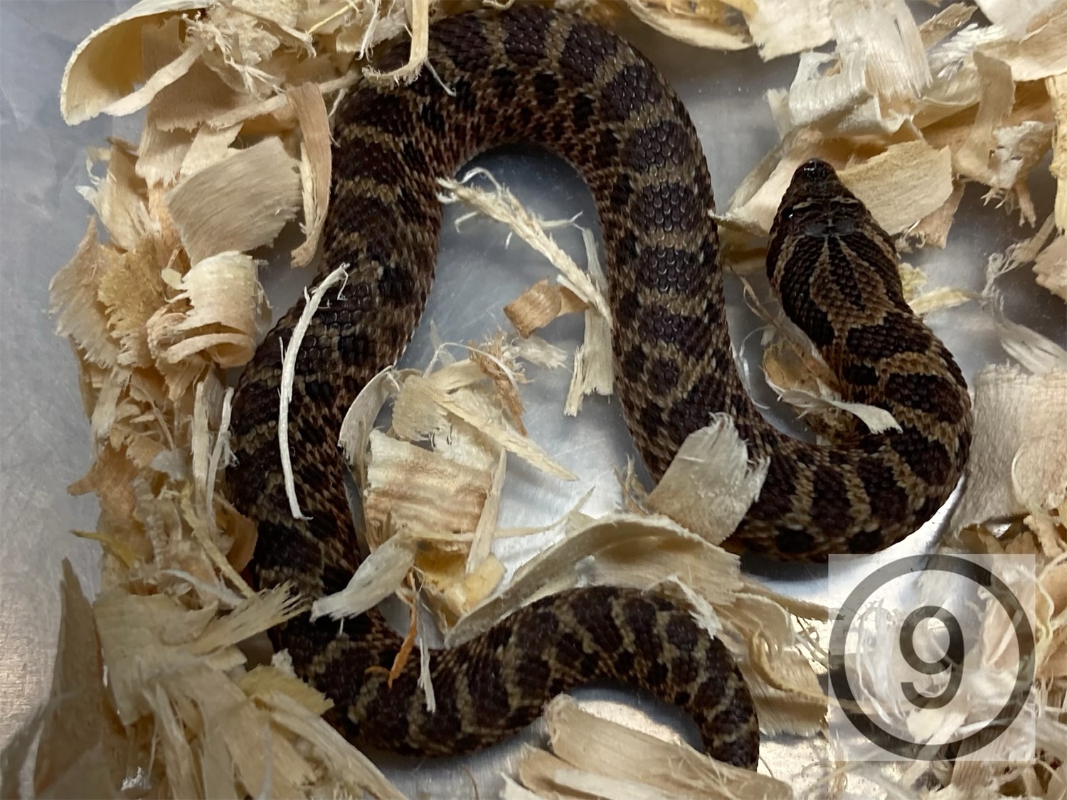 Sable Het Toffee Belly Western Hognose by Circle 9 Colubrids - MorphMarket