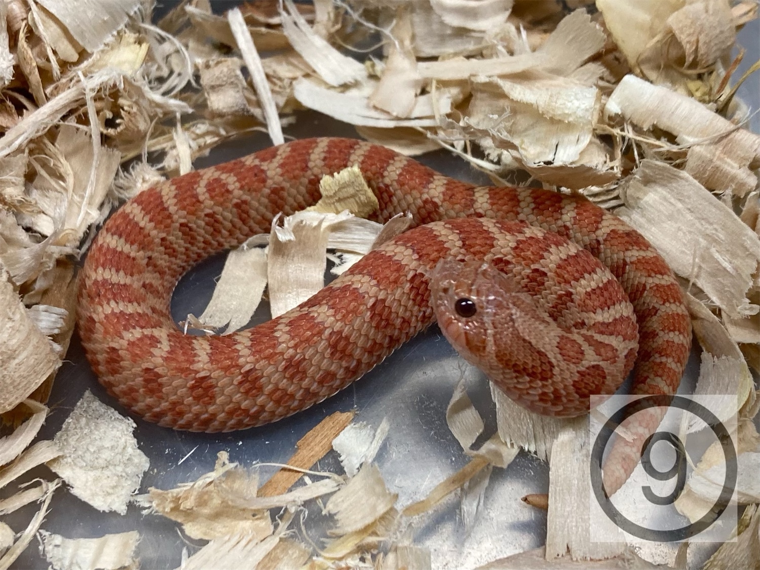 Mai Tai- Free Shipping Western Hognose by Circle 9 Colubrids - MorphMarket