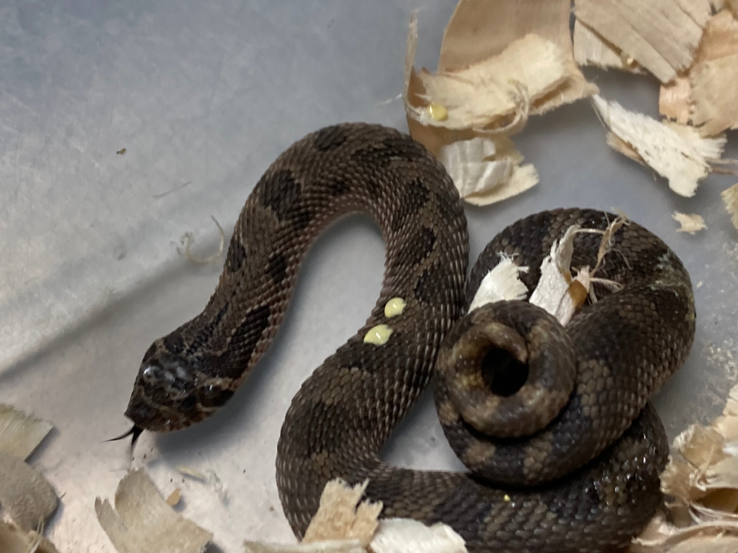 Sable Conda Western Hognose by Circle 9 Colubrids - MorphMarket