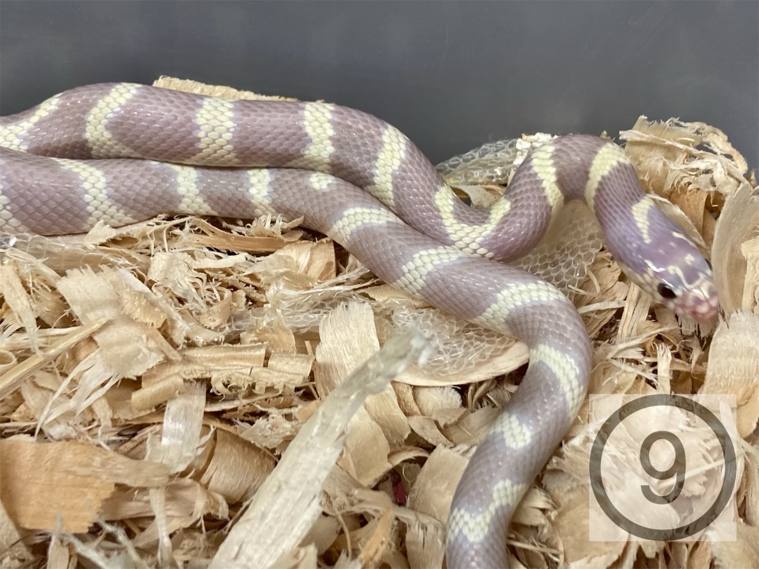 Lavender California Kingsnake by Circle 9 Colubrids - MorphMarket