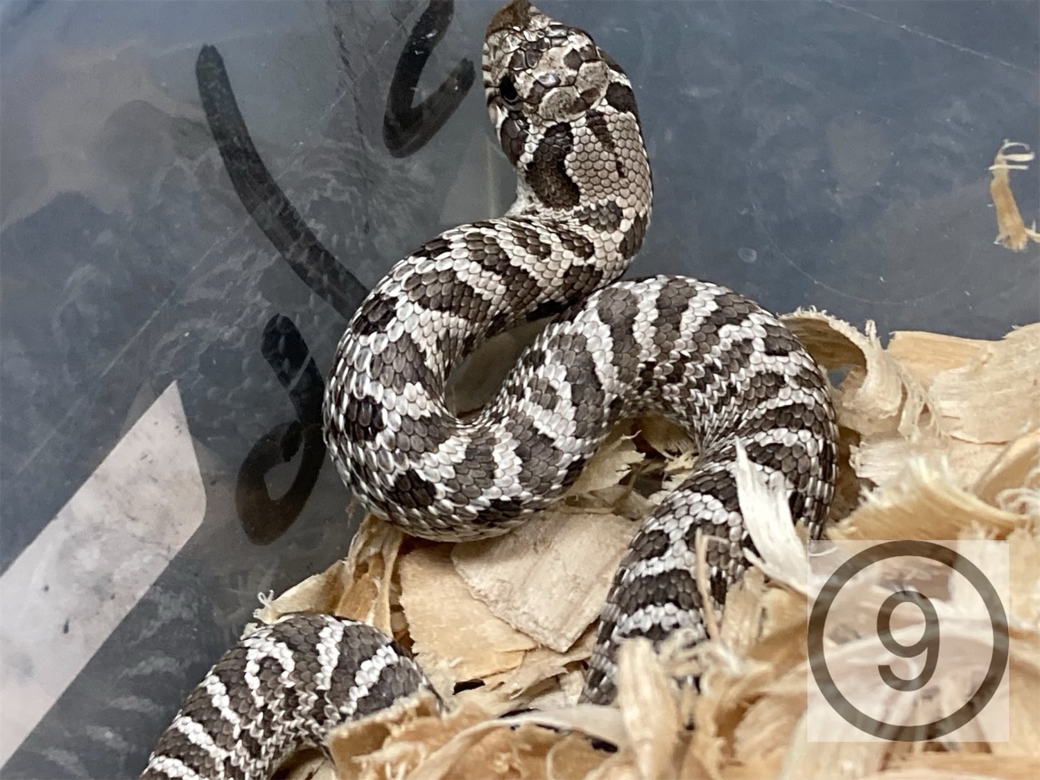 Axanthic 66% Het Stormcloud- Free Shipping Western Hognose by Circle 9 ...