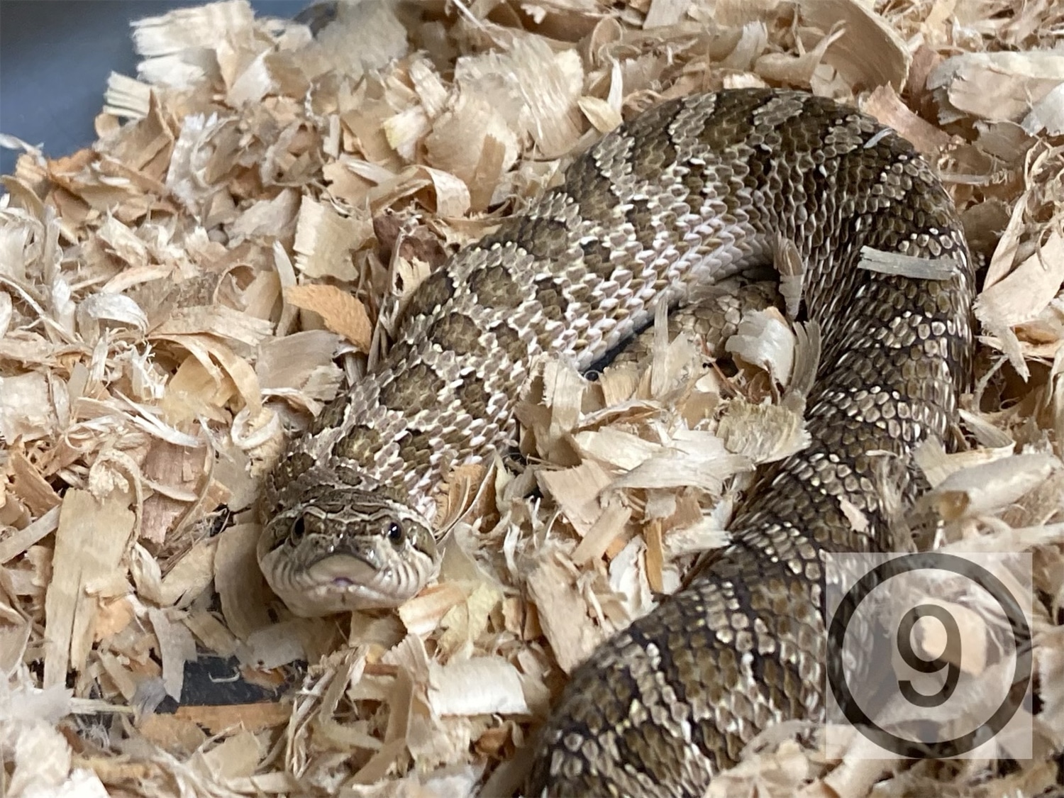 DH Stormcloud Western Hognose by Circle 9 Colubrids - MorphMarket