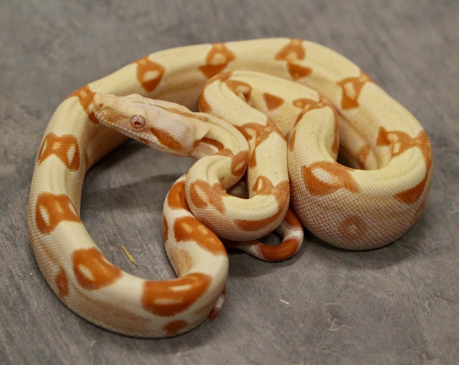 Sunglow Boa Constrictor by PetroGenetics - MorphMarket