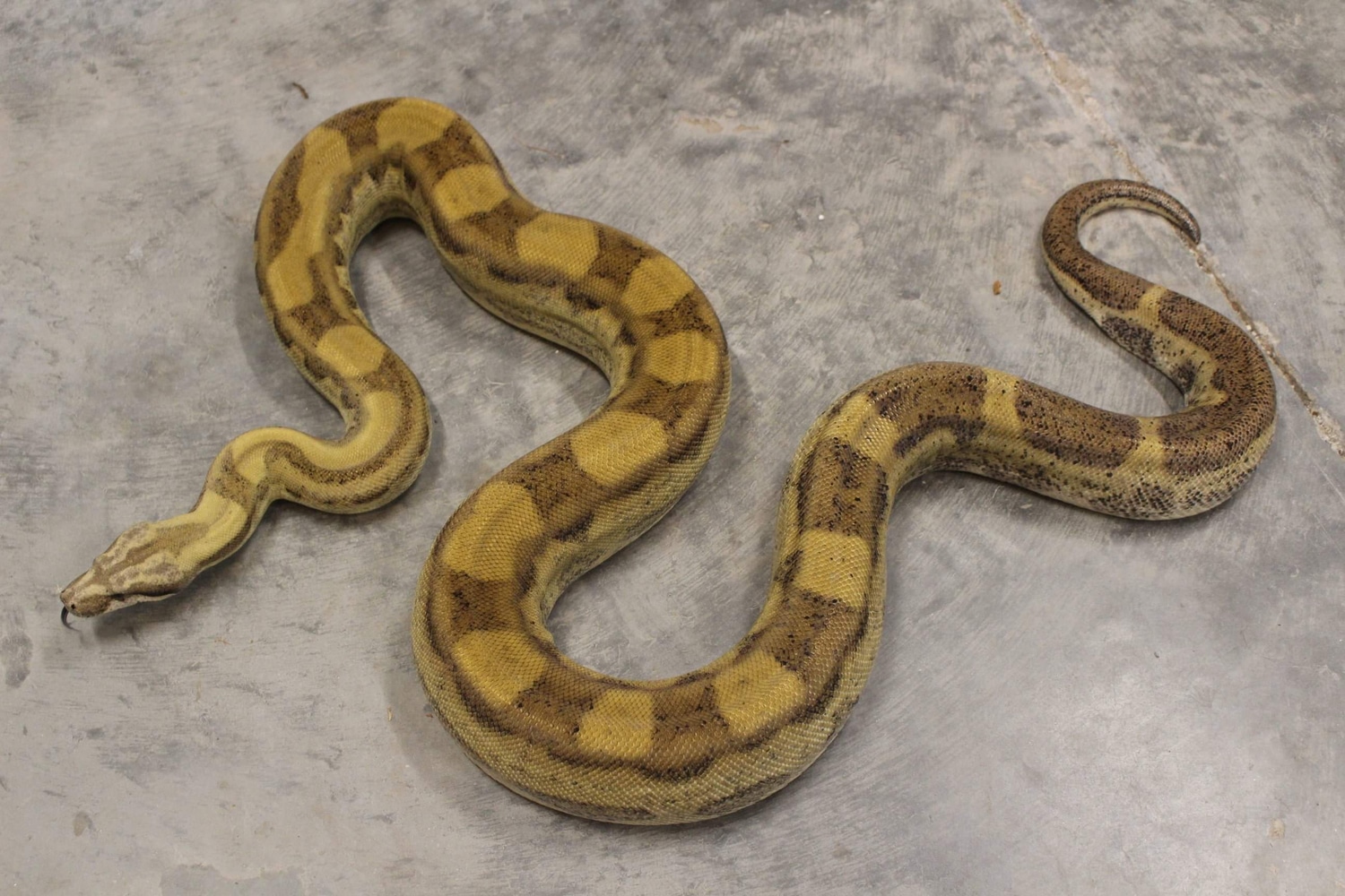 Ghost Motley Boa Constrictor by PetroGenetics - MorphMarket