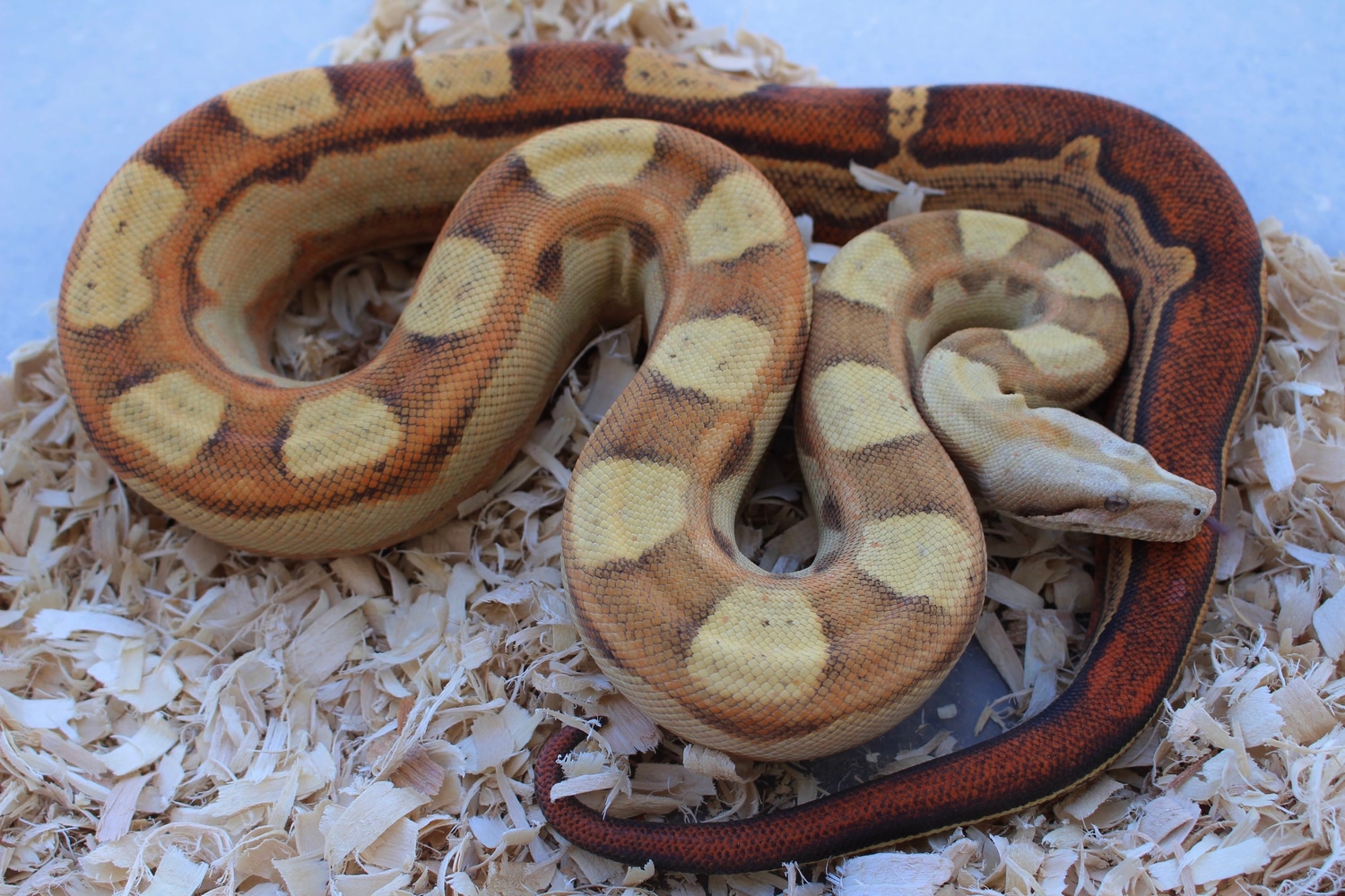 VPI Motley Boa Constrictor by PetroGenetics - MorphMarket