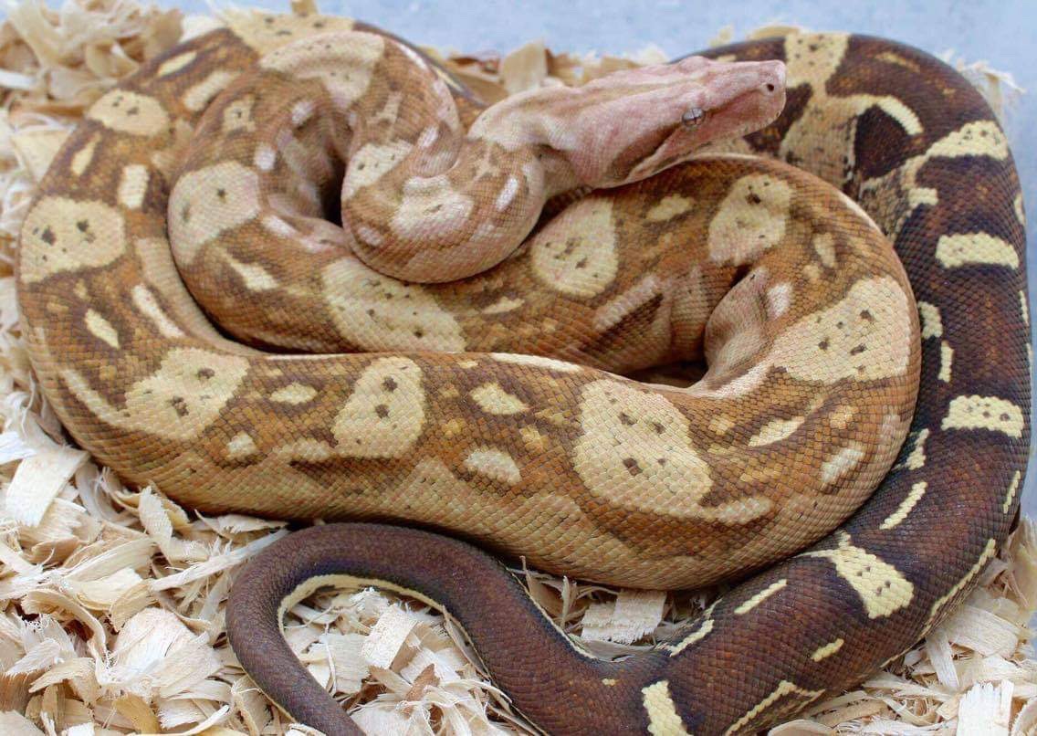 VPI Aztec Boa Constrictor by PetroGenetics - MorphMarket