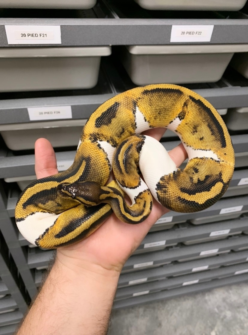Pied Ball Python by PetroGenetics - MorphMarket