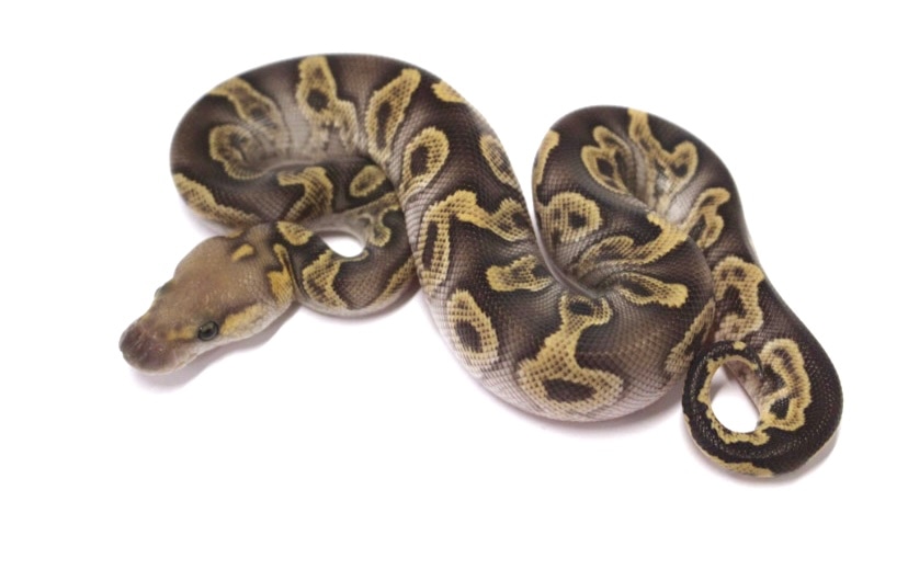 GHI Mojave Clown Ball Python by PetroGenetics - MorphMarket