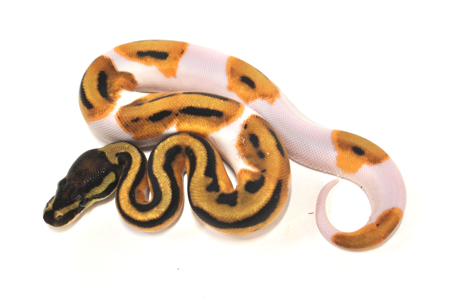 OrangeDream Leopard Pied Ball Python by PetroGenetics - MorphMarket