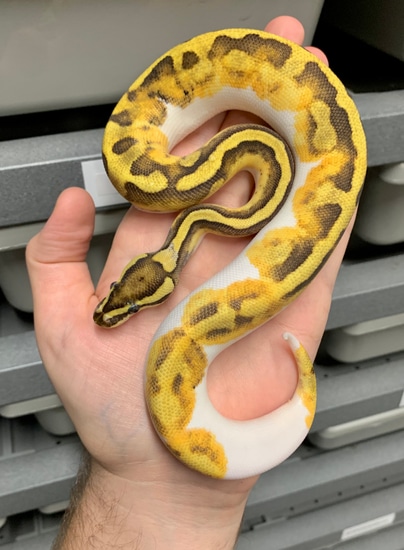Fire Enchi Pied Ball Python by PetroGenetics