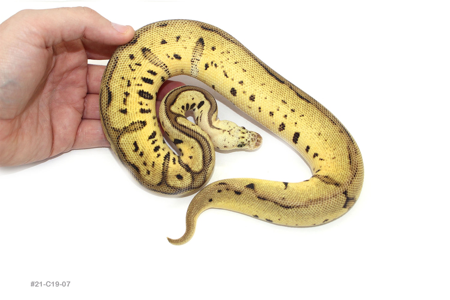 Pastel Batman Ball Python by PetroGenetics - MorphMarket