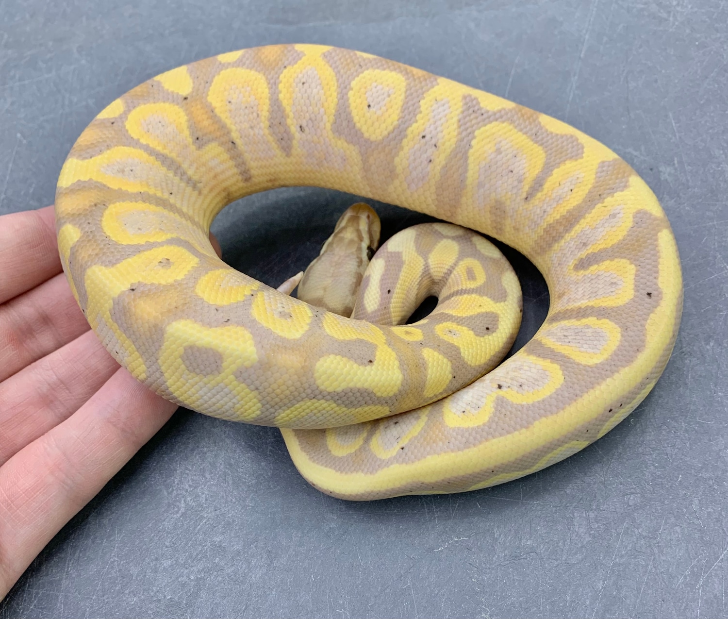 Pastel Banana Het Pied Ball Python by PetroGenetics - MorphMarket