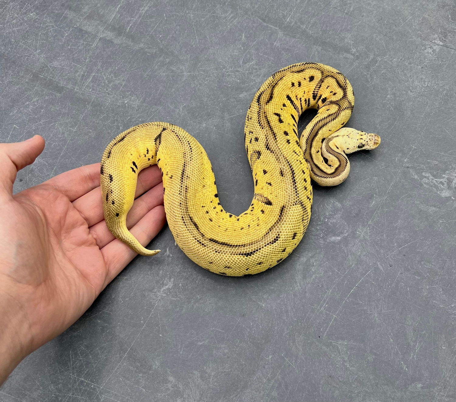 Pastel Batman Ball Python by PetroGenetics - MorphMarket