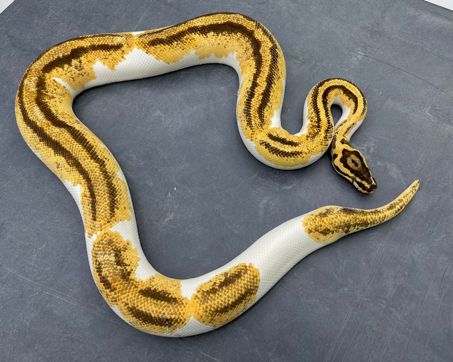 PET Only Pastel Enchi YB GeneX Pied Ball Python by PetroGenetics ...