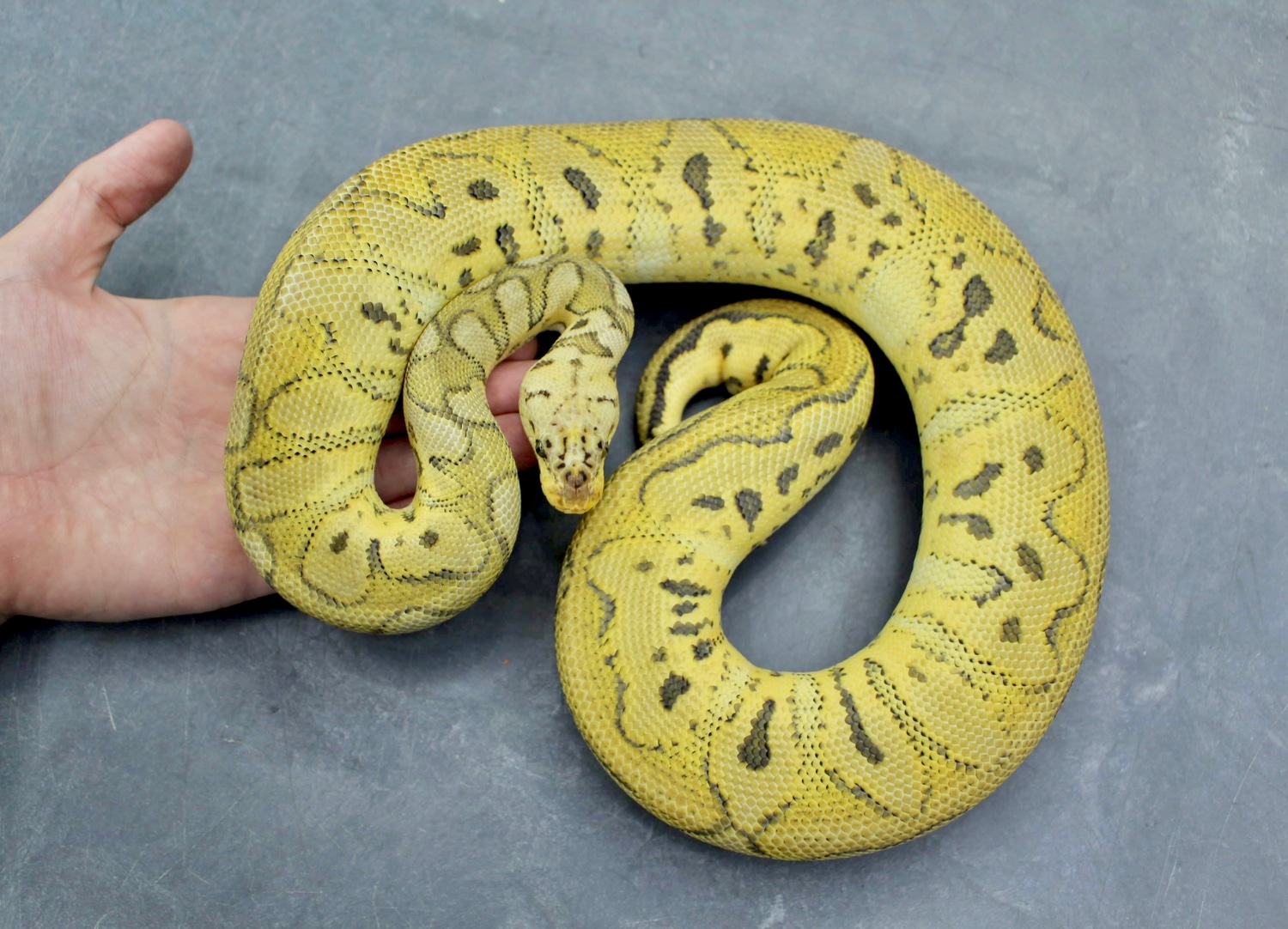 Super Pastel Clown Ball Python by PetroGenetics - MorphMarket