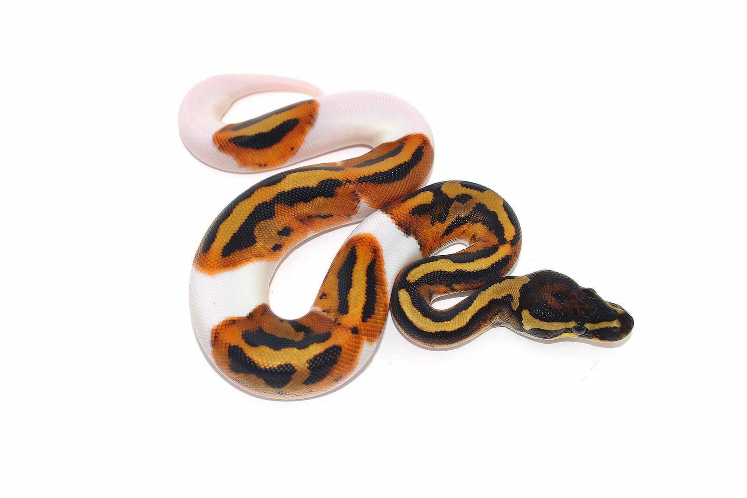 Leopard Pied Ball Python by PetroGenetics - MorphMarket